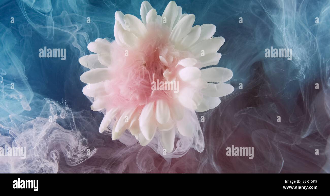 Underwater blossom. Mist flower. Pastel blue pink color ink flow over ...