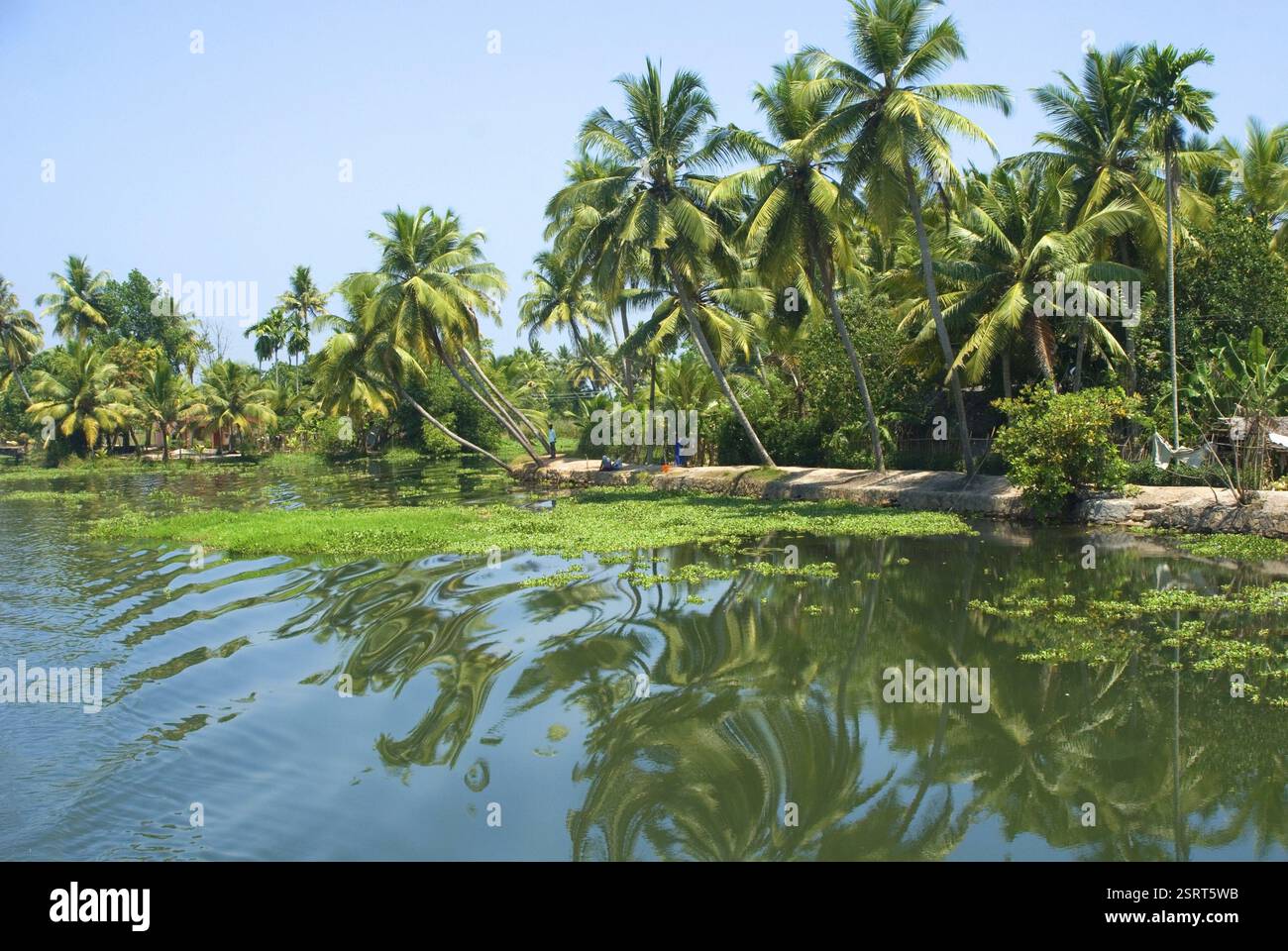 Coconut trees in ashtamudi river, Kollam, Alleppey, Kerala, India, Asia ...