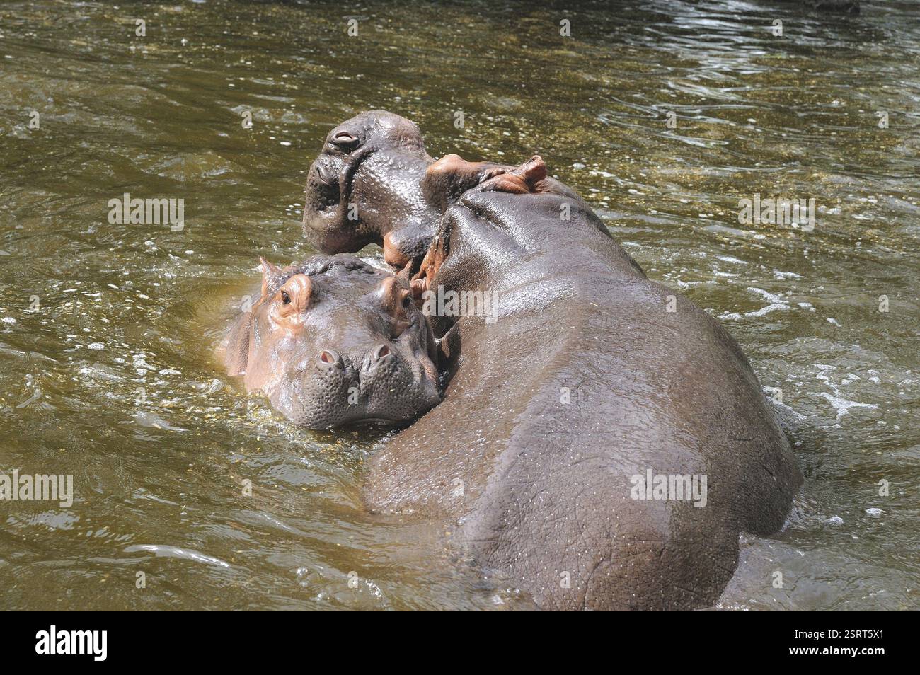Hippopotamus hippopotamus amphibius pair playing in water in zoo, Delhi ...