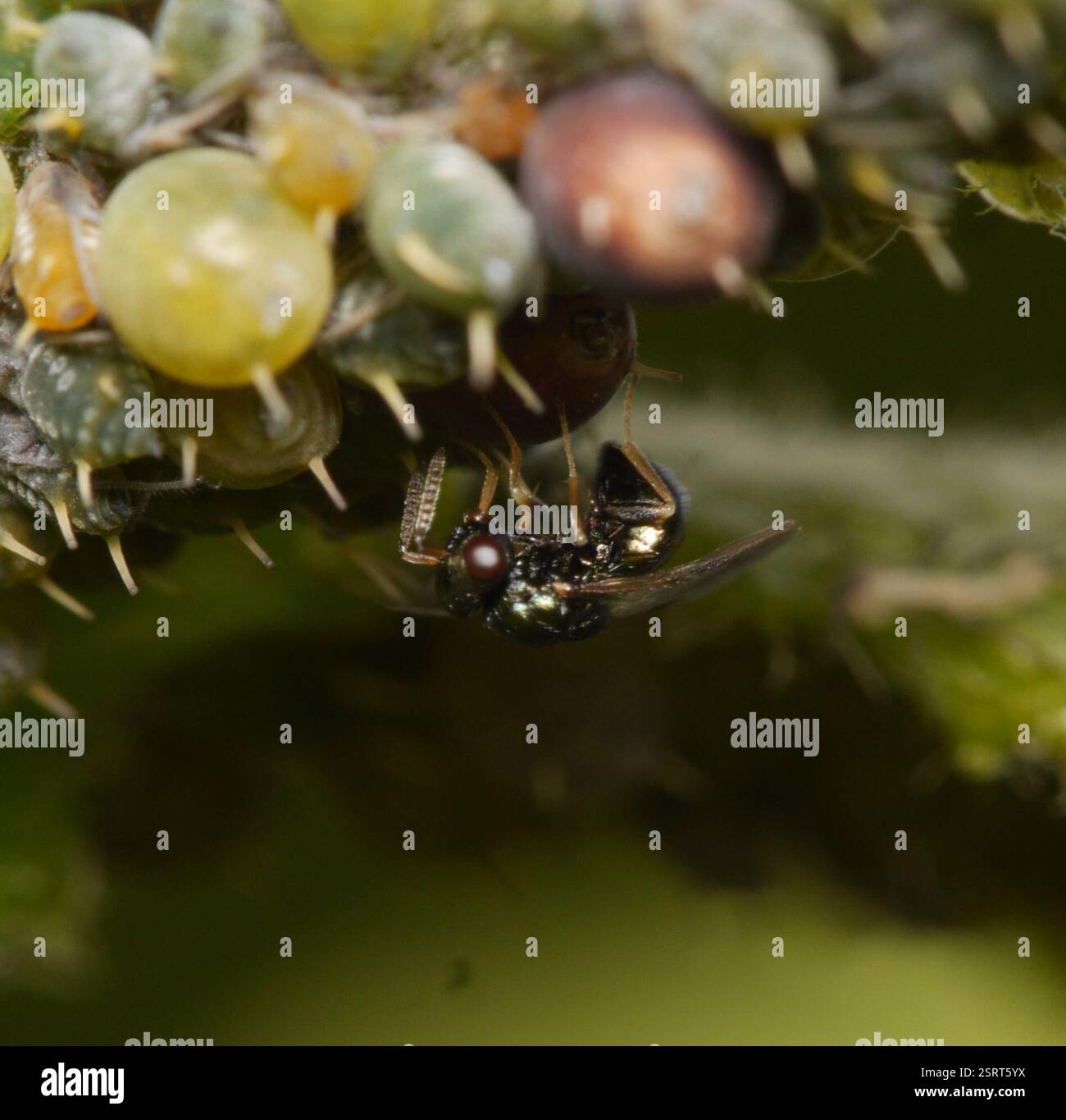 (Pteromalini), Insecta, Beulich, Deutschland, on Salix, laying eggs next to ant-aphid ...