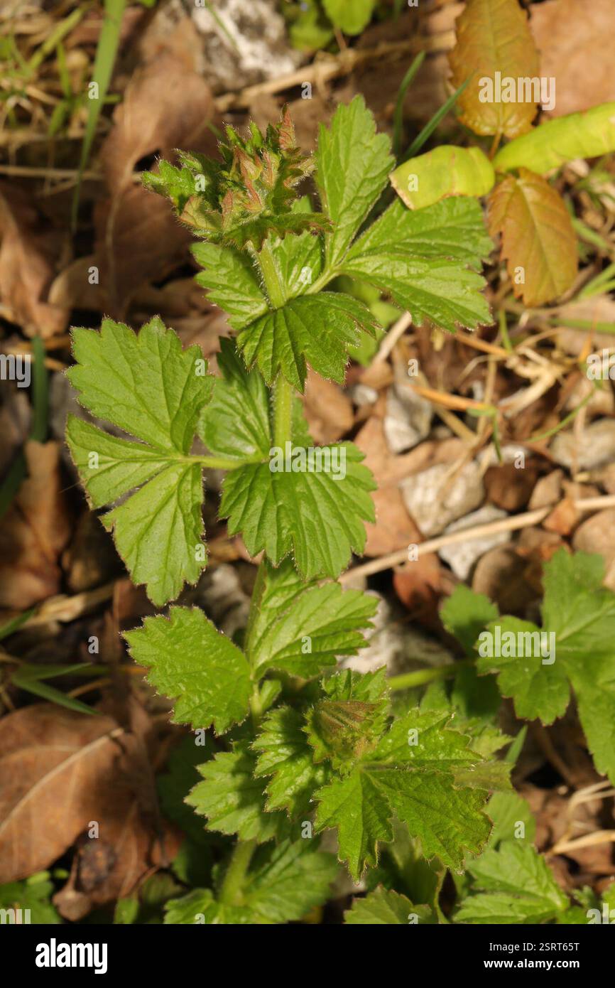 Wood Avens (Geum urbanum), Plantae, Norton Priory, Tudor Road, Runcorn ...