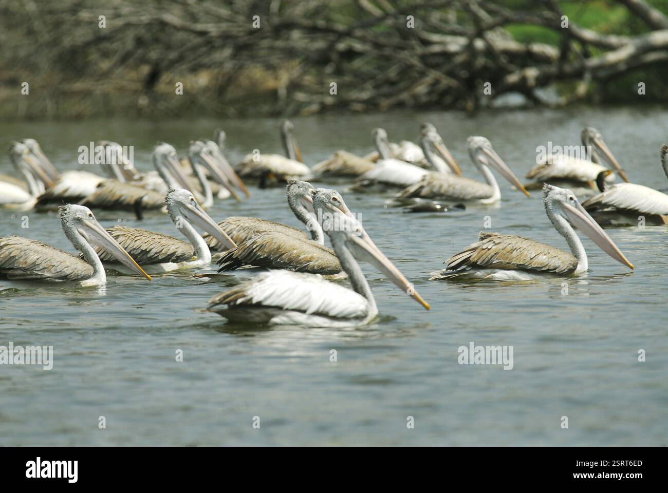Birds, Spot-billed Pelican pelecanus philippensis in Karanji Lake in ...
