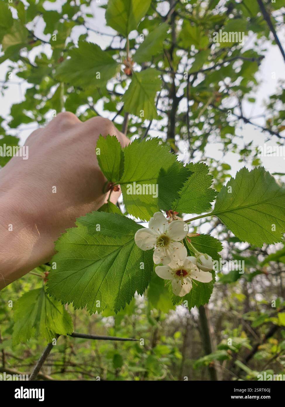 Canadian Hawthorn (Crataegus canadensis), Plantae, Laval, QC, Canada ...