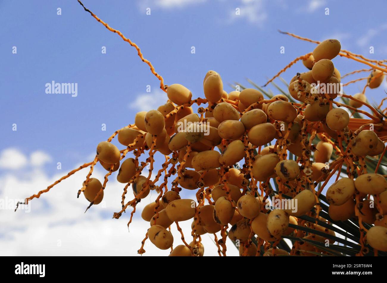 Dates on a palm crown in front of a blue sky, fruity presence in the ...