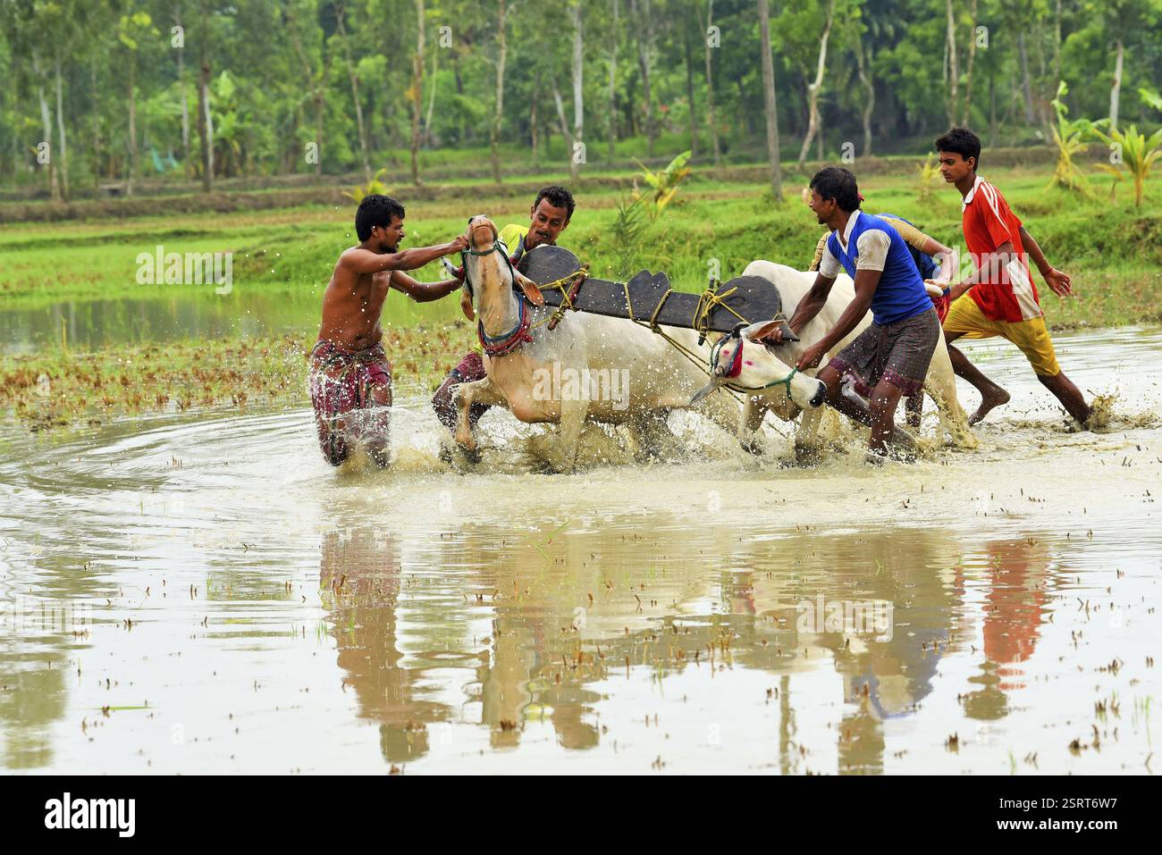 Moichara cattle race festival Herobhanga village, Canning railway ...