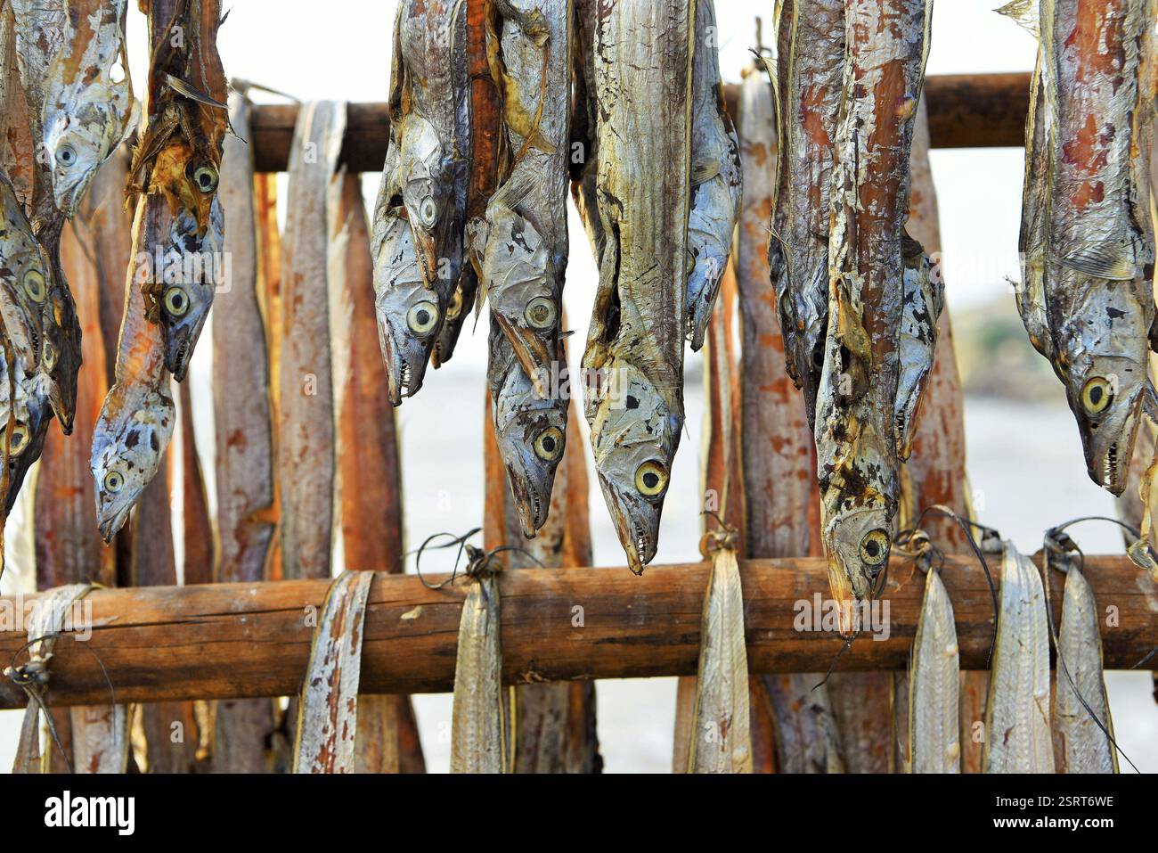 Indian drying fish india hi-res stock photography and images - Alamy