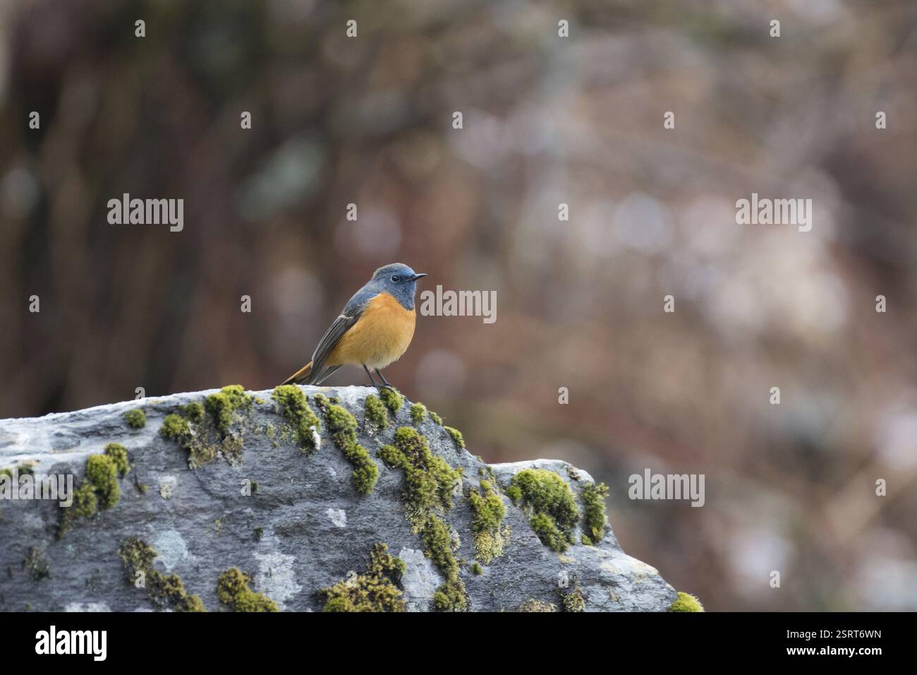 Blue fronted Redstart male sitting on rock, Uttarakhand, India, Asia ...