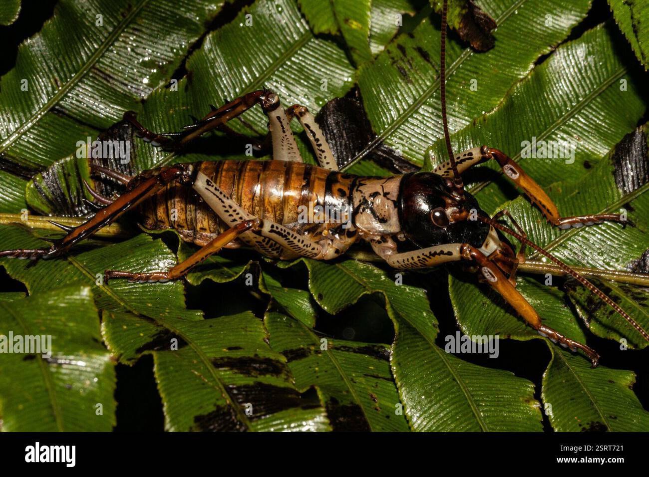 Auckland Tree Weta (Hemideina thoracica), Insecta, Waiau, New Zealand ...