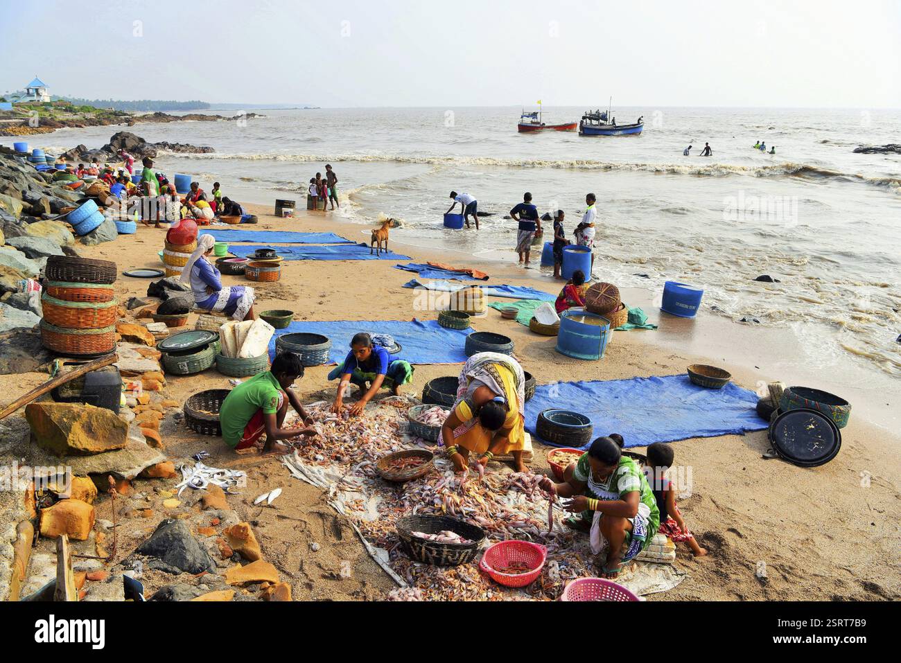 Fisher women sorting fish, Uttan Beach, Bhayander, Mumbai, Maharashtra ...