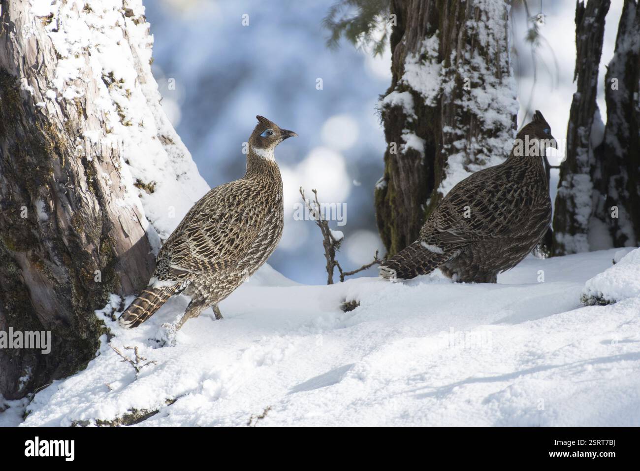 Himalayan Monal female bird in snow, Uttarakhand, India, Asia Stock ...