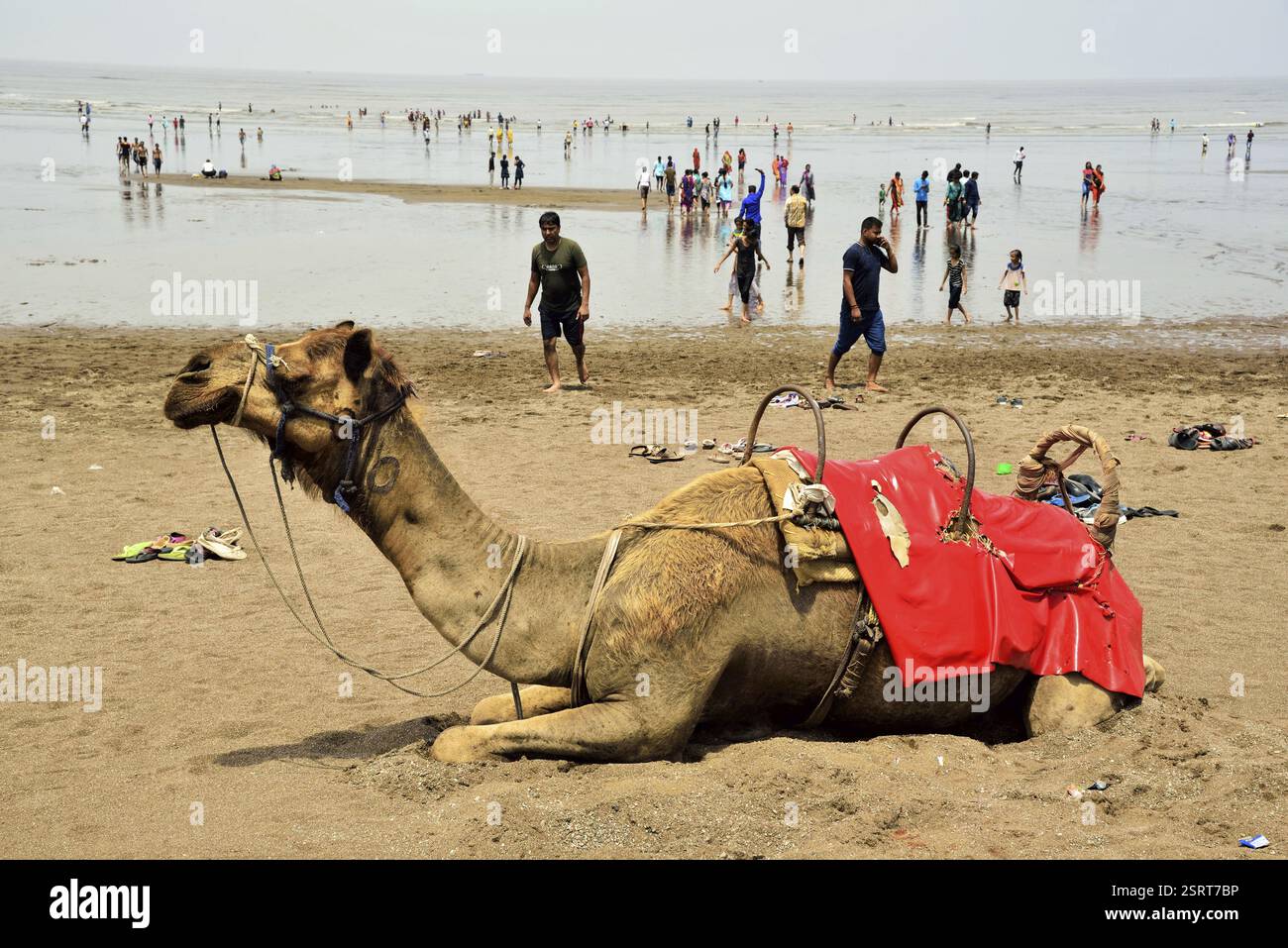 Camel, Ubharat beach, Navsari, Gujarat, India, Asia Stock Photo - Alamy