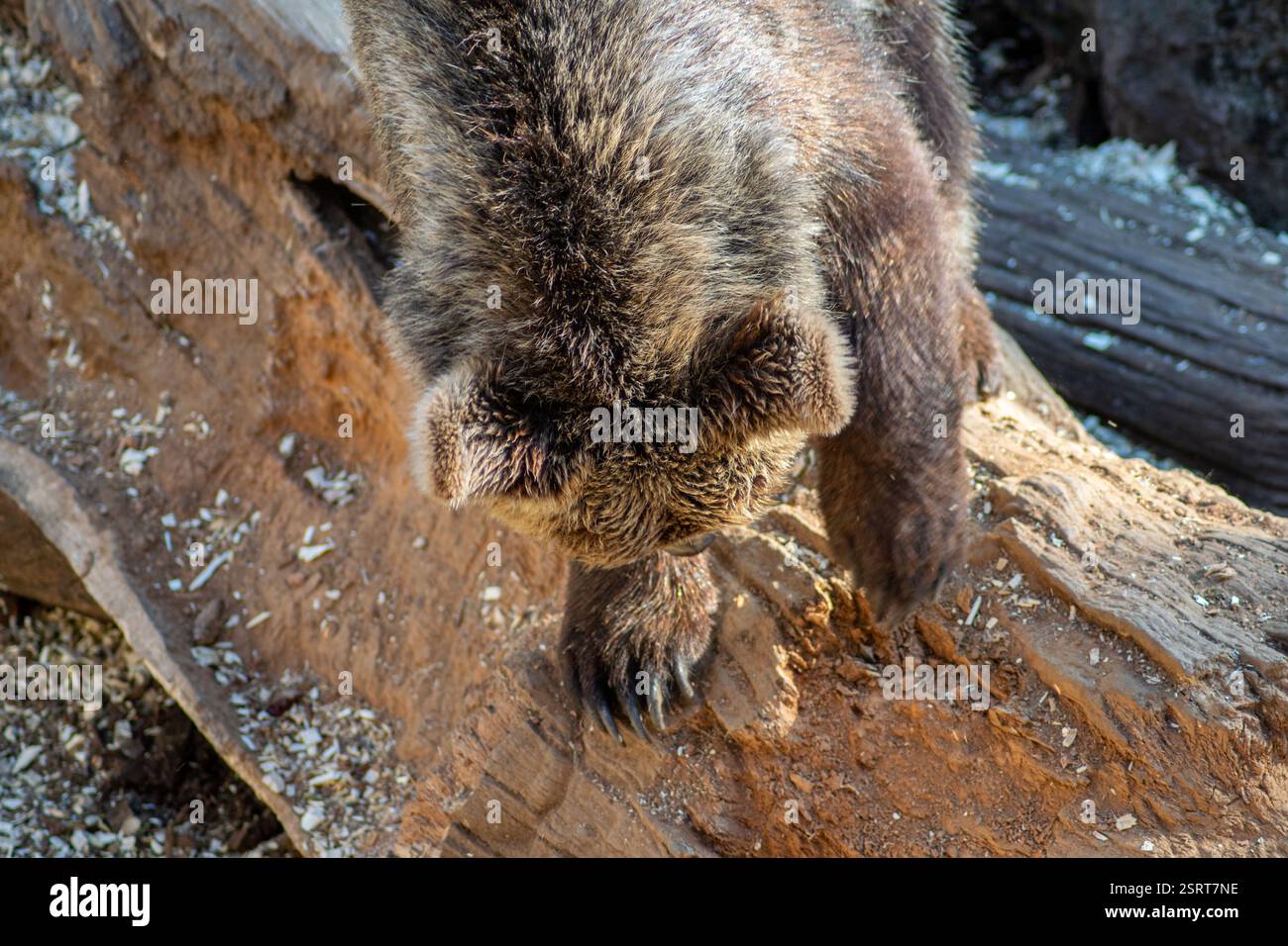 Brown Bear Seen from Above Stock Photo - Alamy