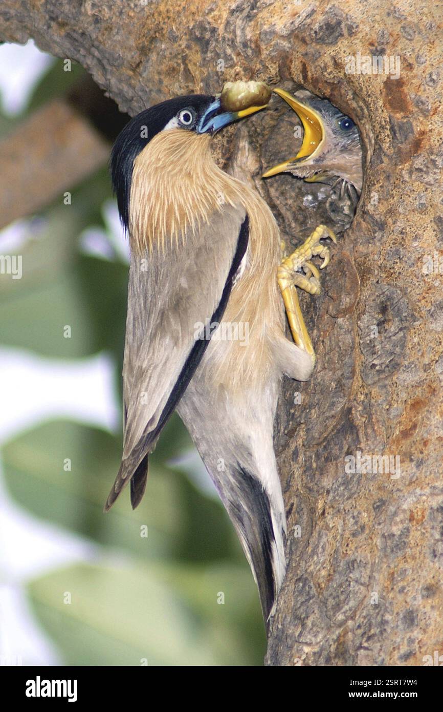 Bird, Brahminy or black headed Myna (sturnus pagodarum) feeding ...
