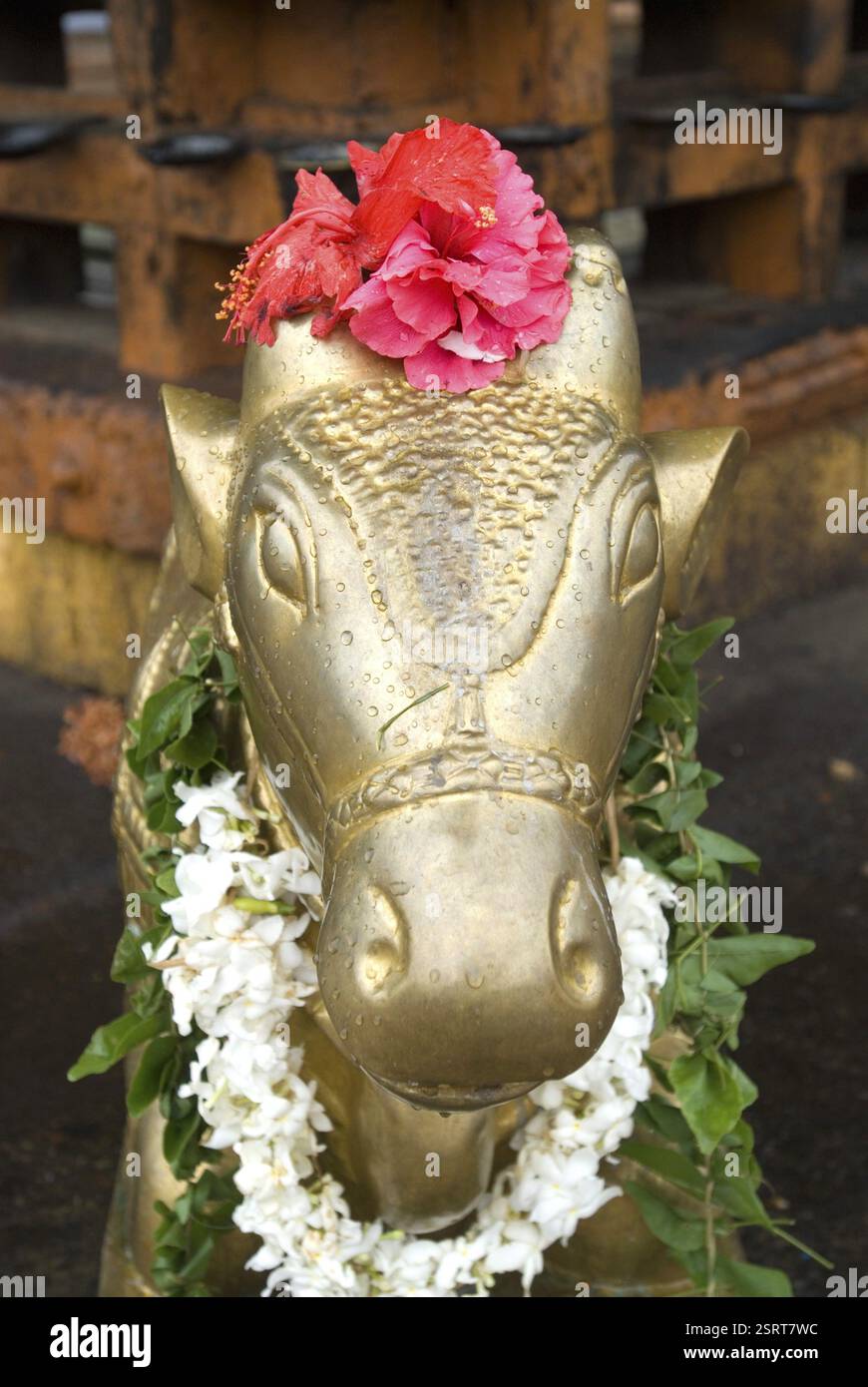 Nandi in Mahadeva temple at Vaikom is most celebrated and oldest siva ...