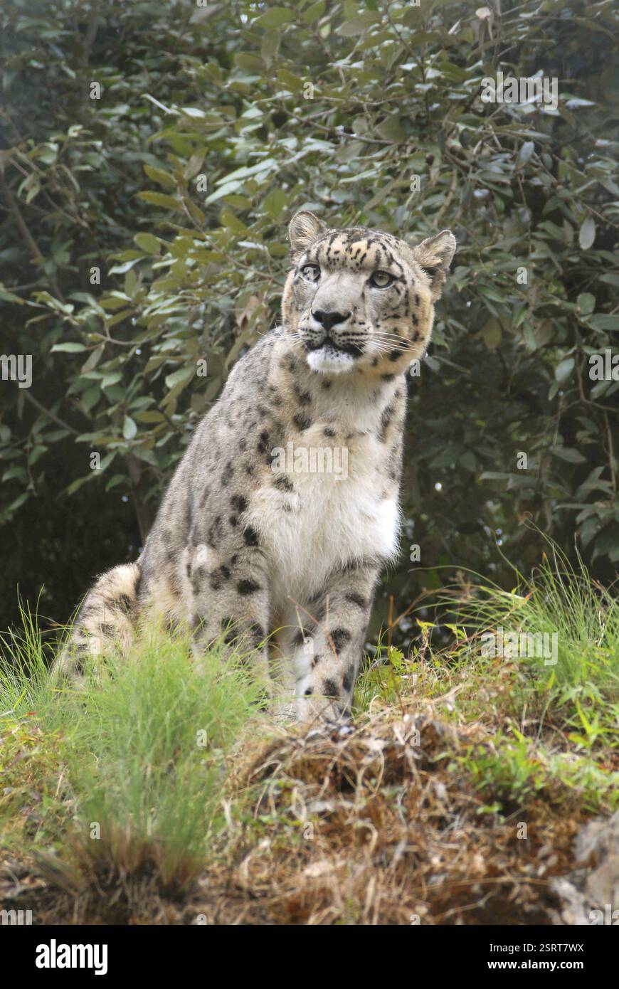 Snow Leopard or ounce panthera uncial, Bangalore, Karnataka, India ...