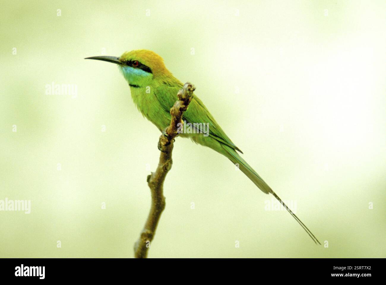 Birds, green bee eater bee-eater merops orientalis on perch, Gangasagar, West Bengal, India ...