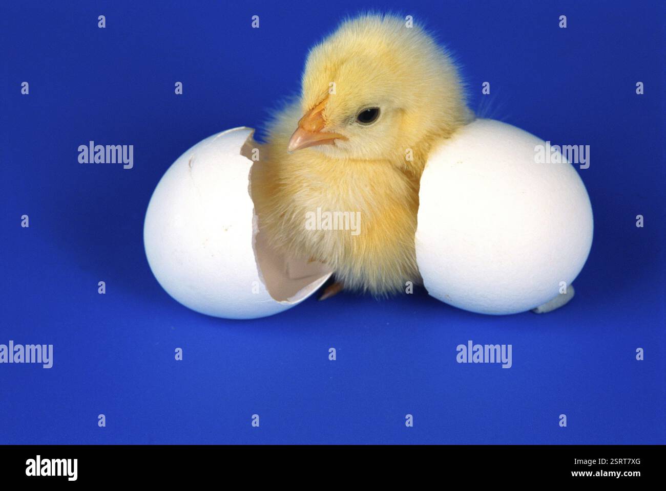 Poultry animal, chick hatching coming out of broken eggs shell on blue ...