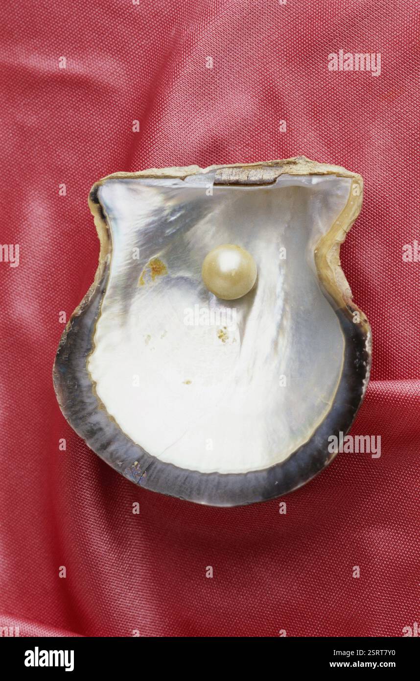 Concept pearl in oyster, India, Asia Stock Photo - Alamy