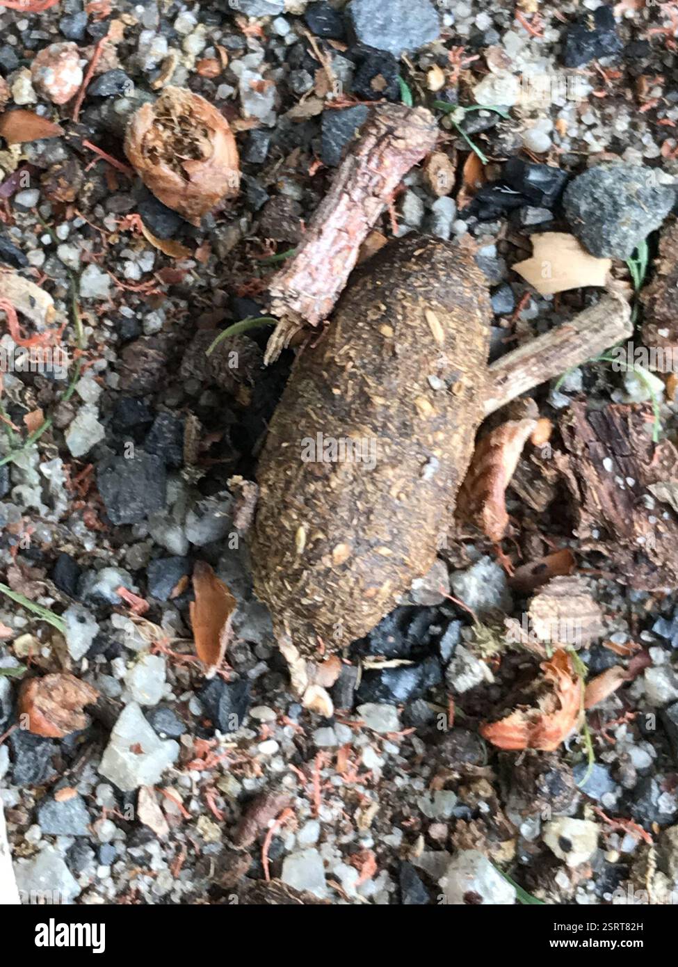 Kangaroos, Possums, Wombats, and Allies (Diprotodontia), Mammalia, Our ...