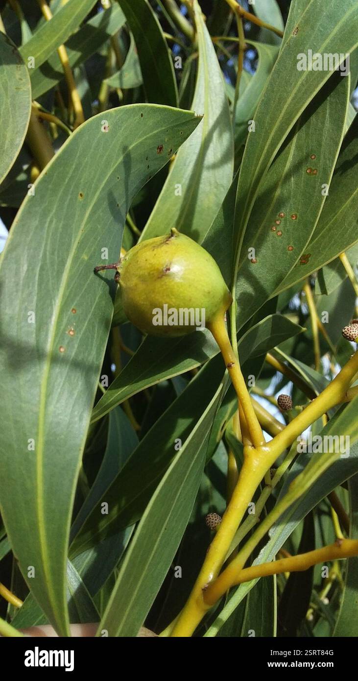 Acacia gall wasp hi-res stock photography and images - Alamy
