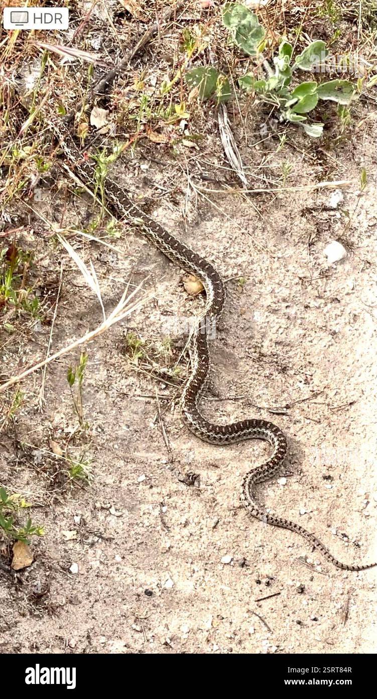 Pacific Gopher Snake (Pituophis catenifer catenifer), Reptilia, Fort ...