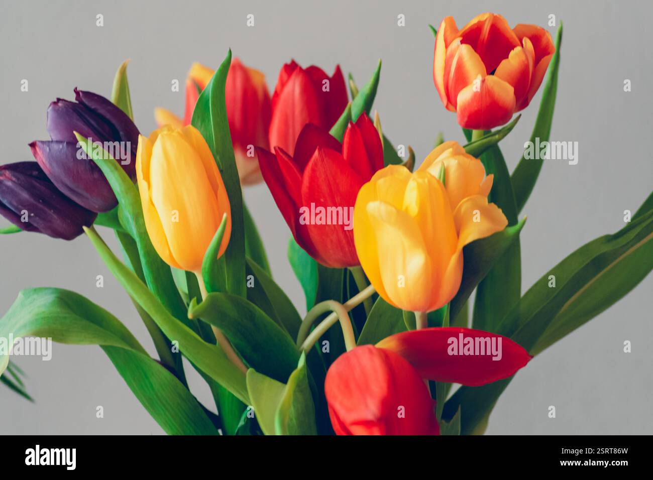 Bouquet red fresh tulips close hi-res stock photography and images - Alamy