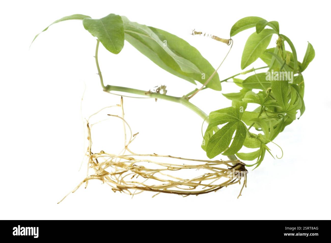 Baby plant with root system Stock Photo - Alamy