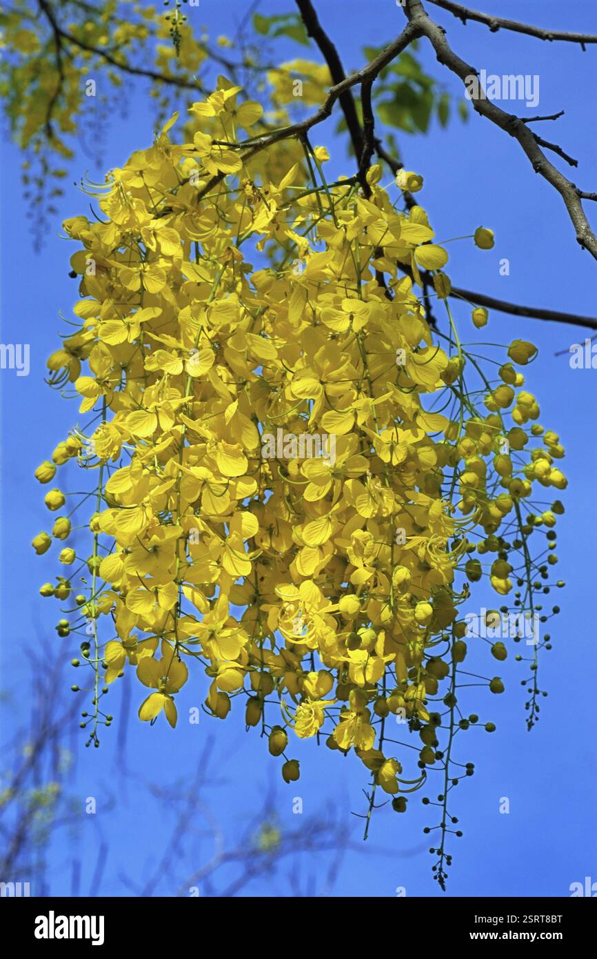 Flower Cassia Fistula bunch Trivandrum Kerala India Asia Stock Photo - Alamy