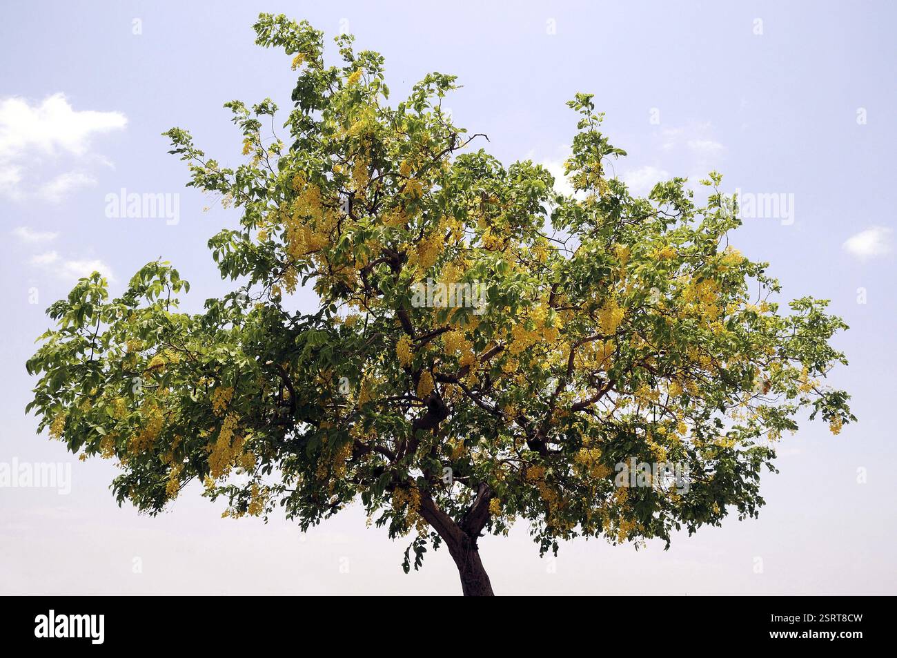 Palash, tree, Jodhpur, Rajasthan, India, Asia Stock Photo - Alamy