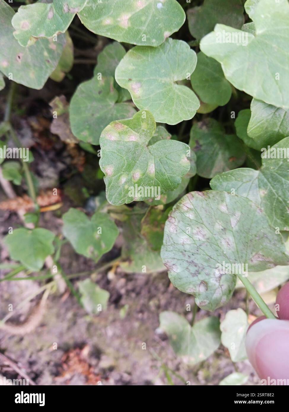Entyloma hi-res stock photography and images - Alamy