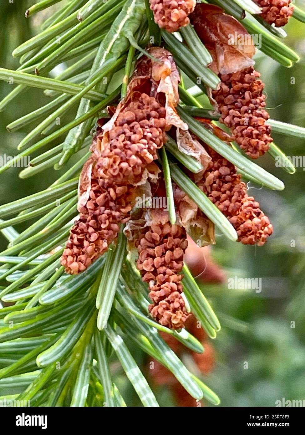 100 crowns hi-res stock photography and images - Alamy