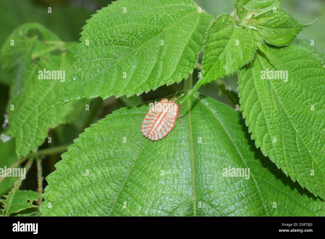 Eurostus hi-res stock photography and images - Alamy