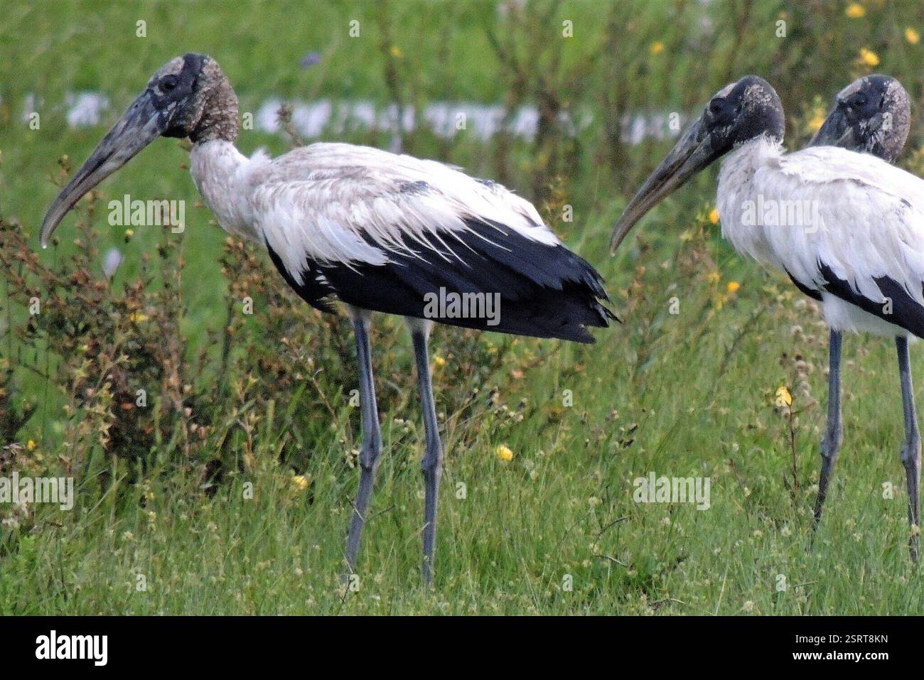 Wood Stork (Mycteria americana), Aves, Ituzaingó, Corrientes, Argentina ...