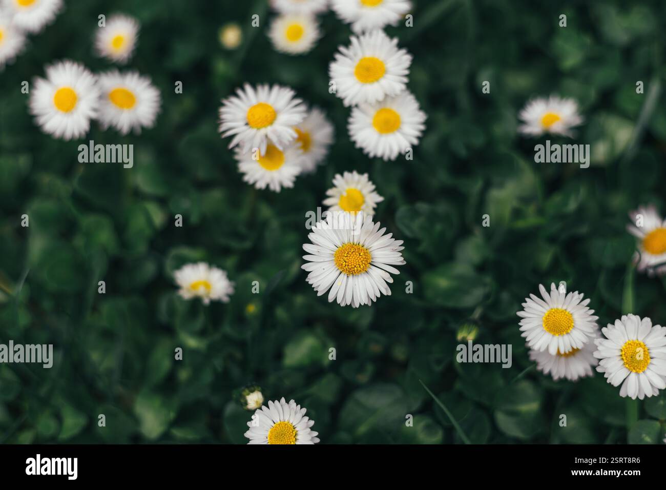 Daisy flowers from above on green grass Stock Photo - Alamy