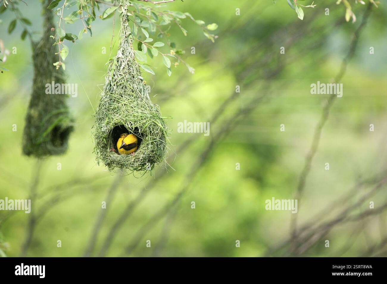 Baya weaver nest indian birds wild life india Stock Photo - Alamy