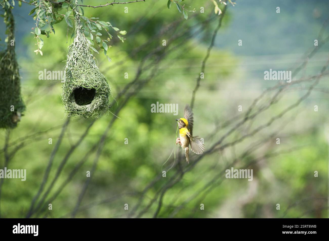 Baya weaver nest indian birds wild life india Stock Photo - Alamy