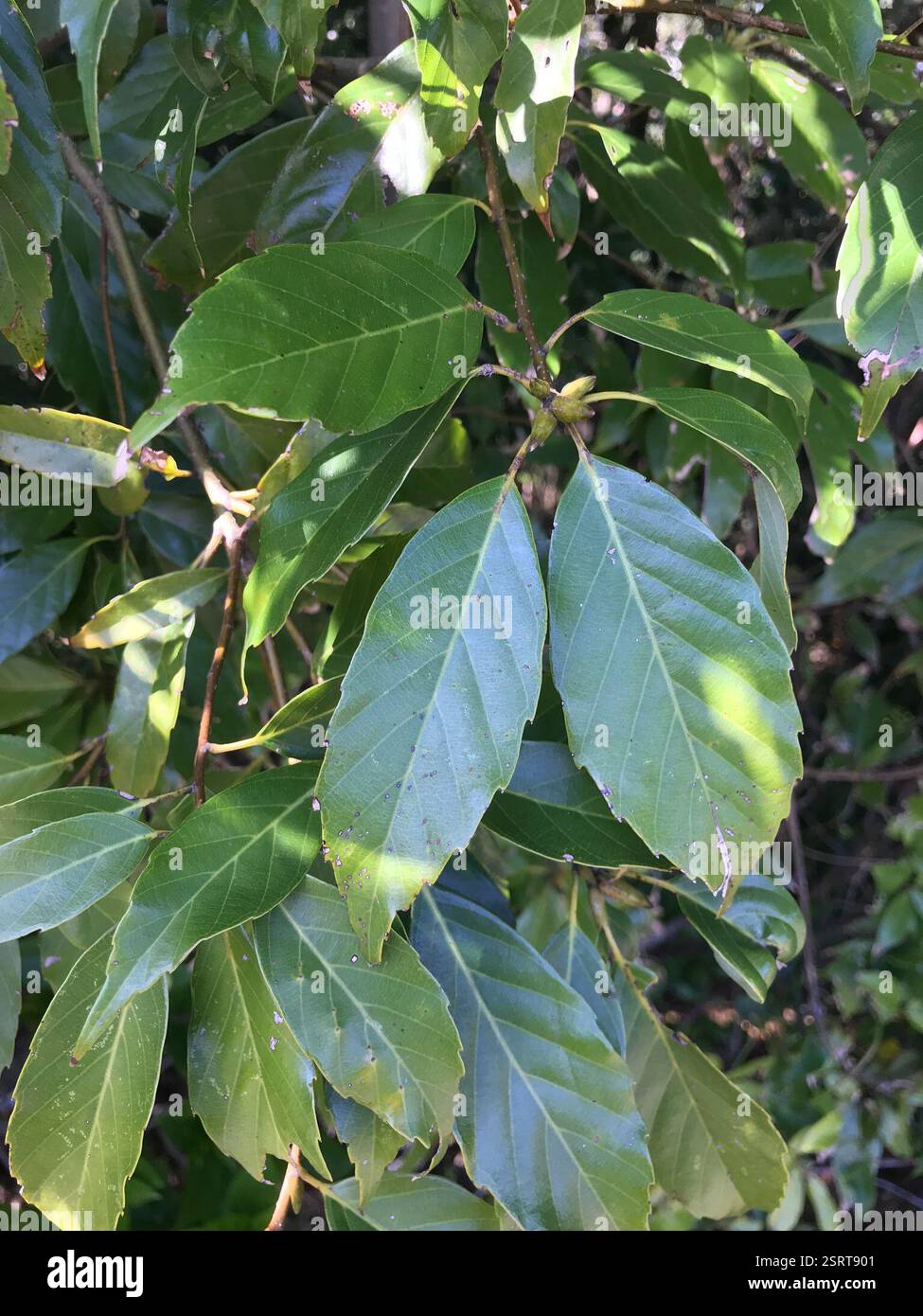ring-cupped oak (Quercus glauca), Plantae, Kamikoshikicho Nakakoshiki ...