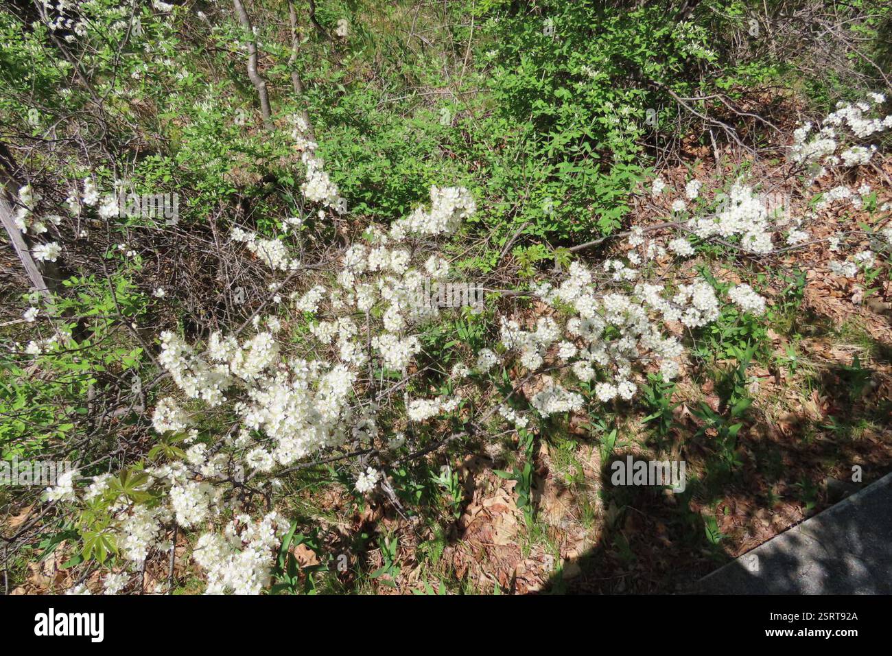 Beach Plum (Prunus maritima), Plantae, Parker River NWR, Rowley, MA ...