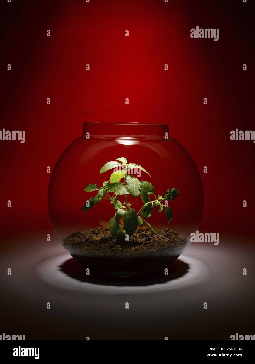 Plant growing inside a glass bowl India Stock Photo - Alamy