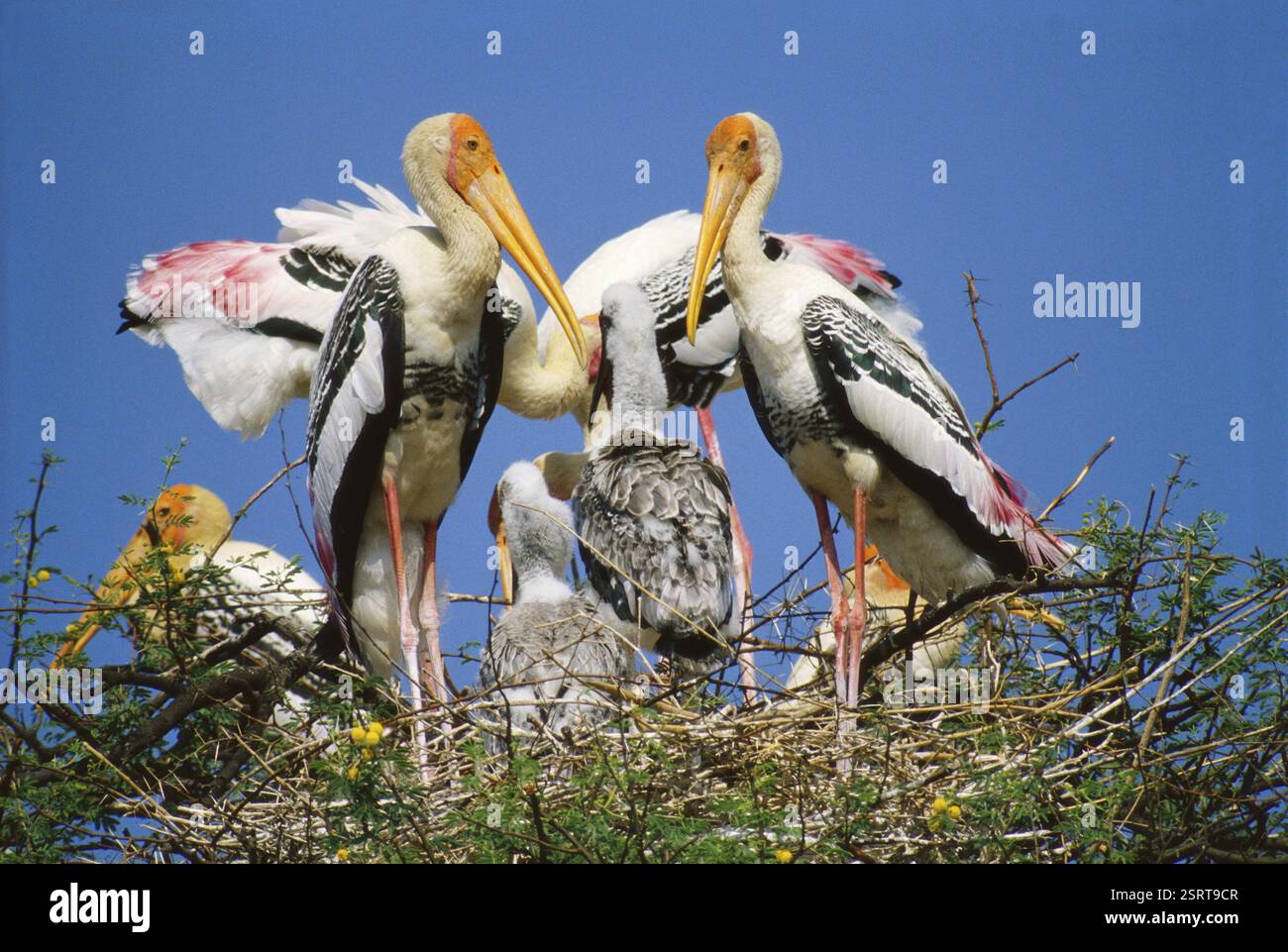 Birds, Painted stork mycteria leucocephala with chicks in nest Stock ...