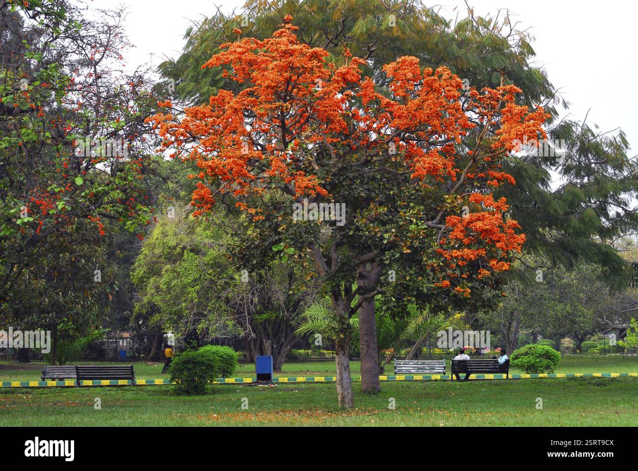 Flame of forest tree in Lalbagh Botanical garden, Bangalore, Karnataka ...