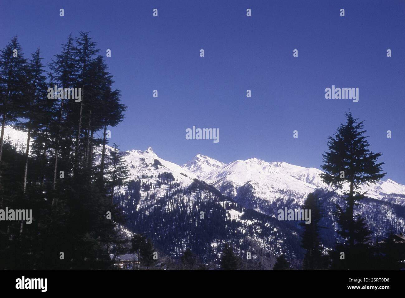 Snowcapped mountain with trees, solang valley, Manali, Himachal Pradesh ...
