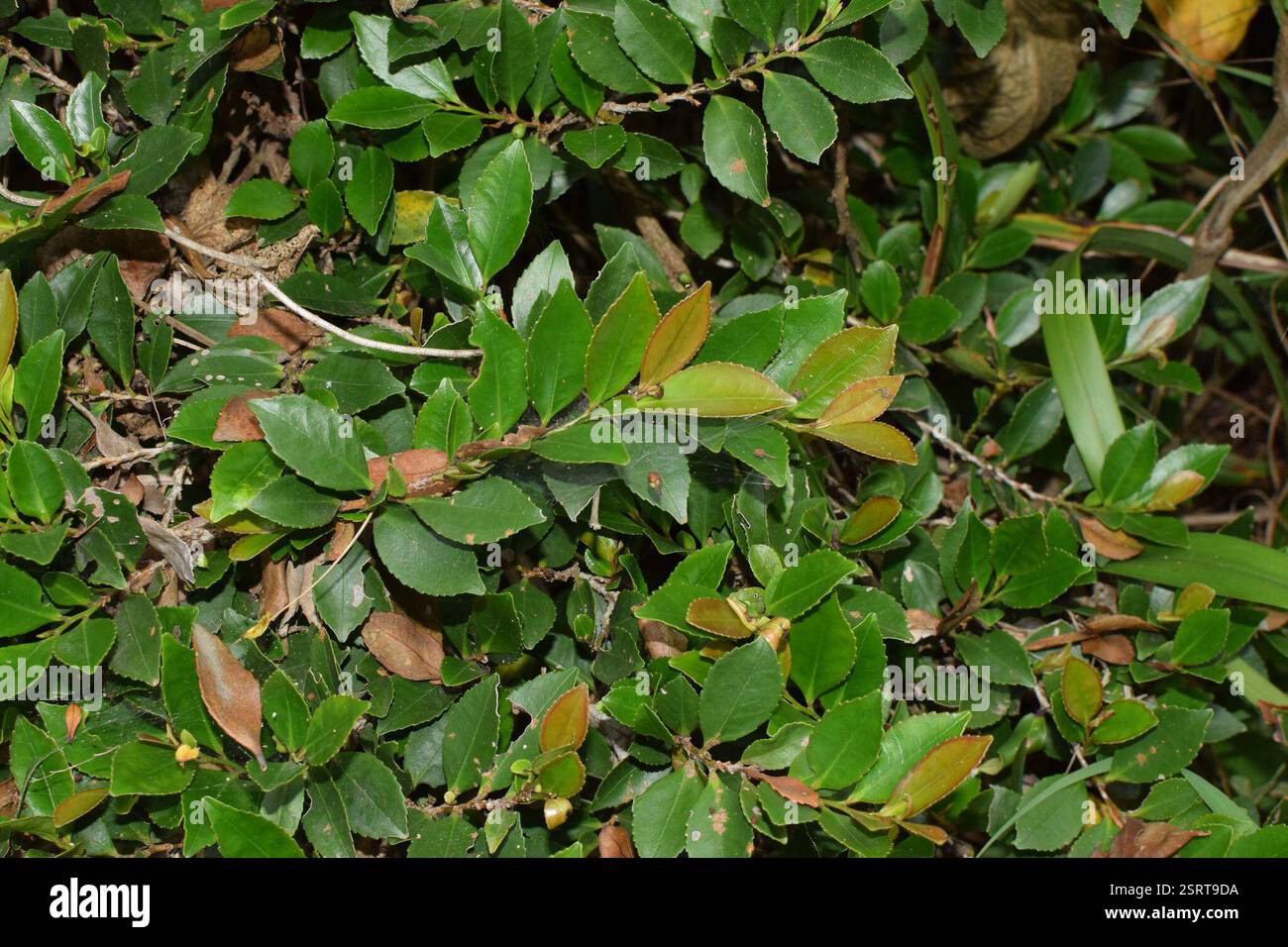 Japanese Eurya (Eurya japonica), Plantae, 中国浙江省温州市洞头区 Stock Photo - Alamy