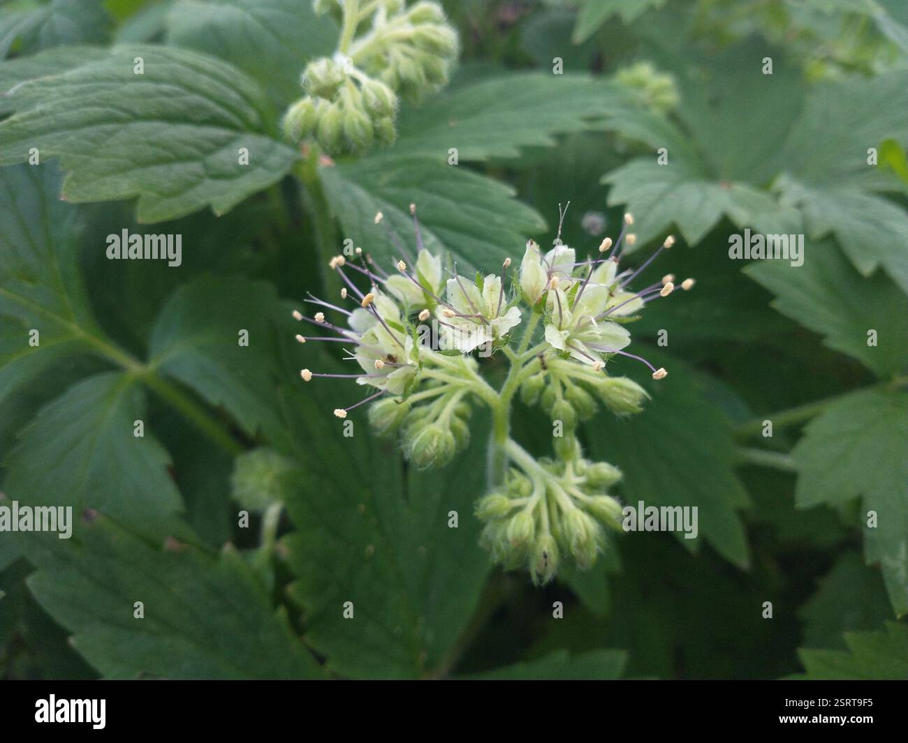 Hydrophyllum tenuipes hi-res stock photography and images - Alamy