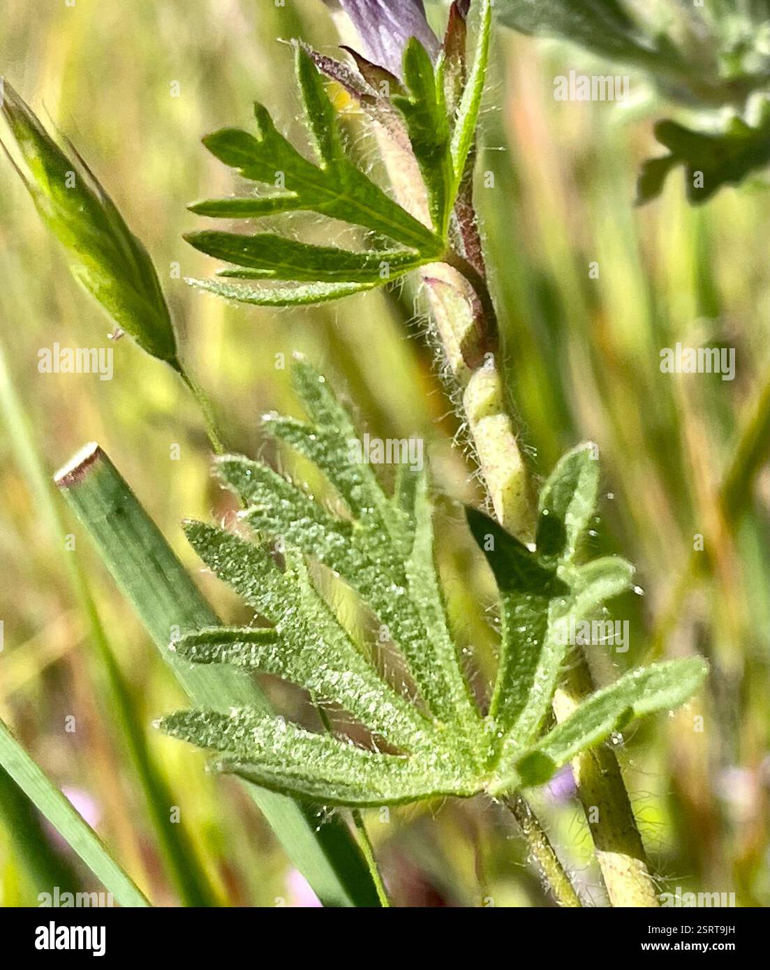 Dwarf checkerbloom hi-res stock photography and images - Alamy