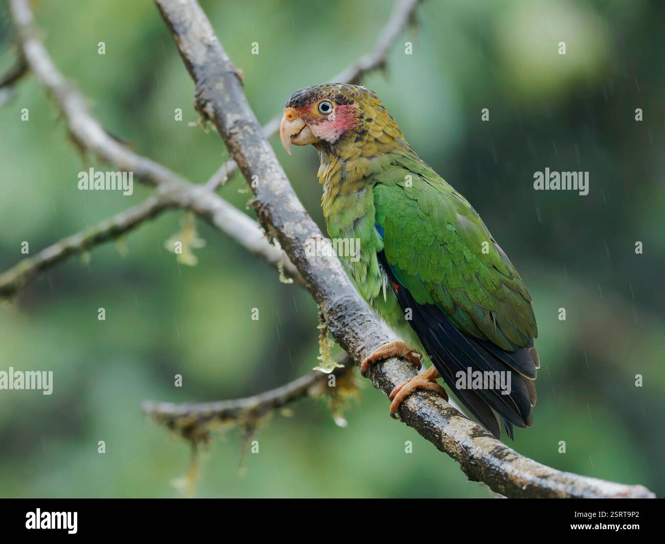 Rose Faced Parrot Stock Photo - Alamy