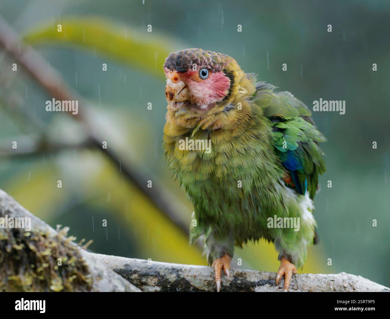 Rose Faced Parrot Stock Photo - Alamy