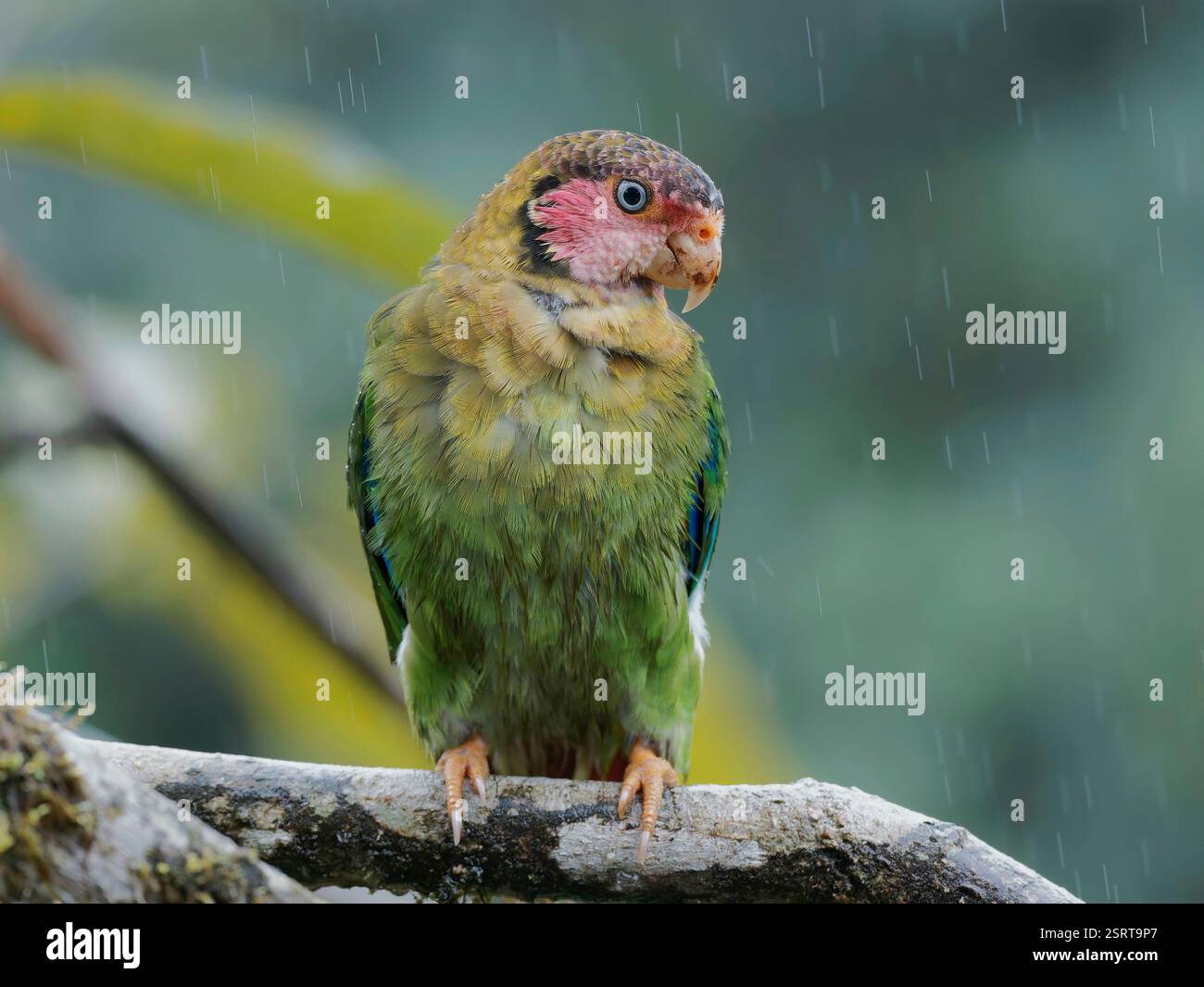 Rose Faced Parrot Stock Photo - Alamy