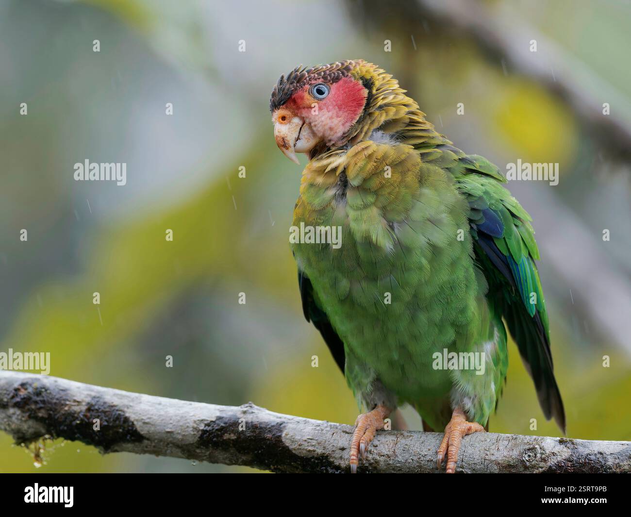 Rose faced parrot hi-res stock photography and images - Alamy
