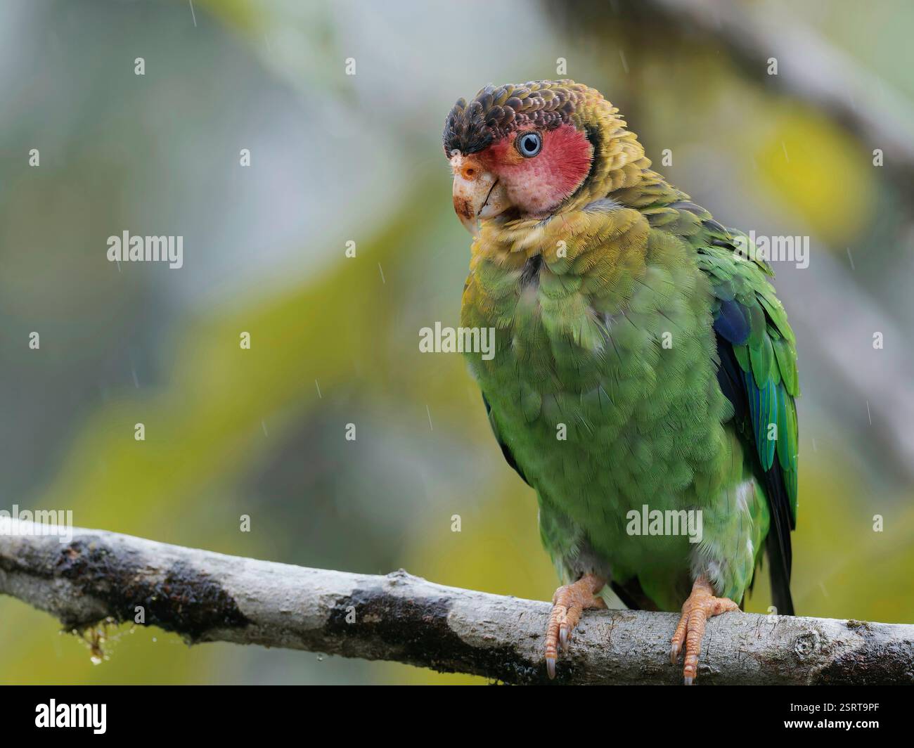 Rose Faced Parrot Stock Photo - Alamy